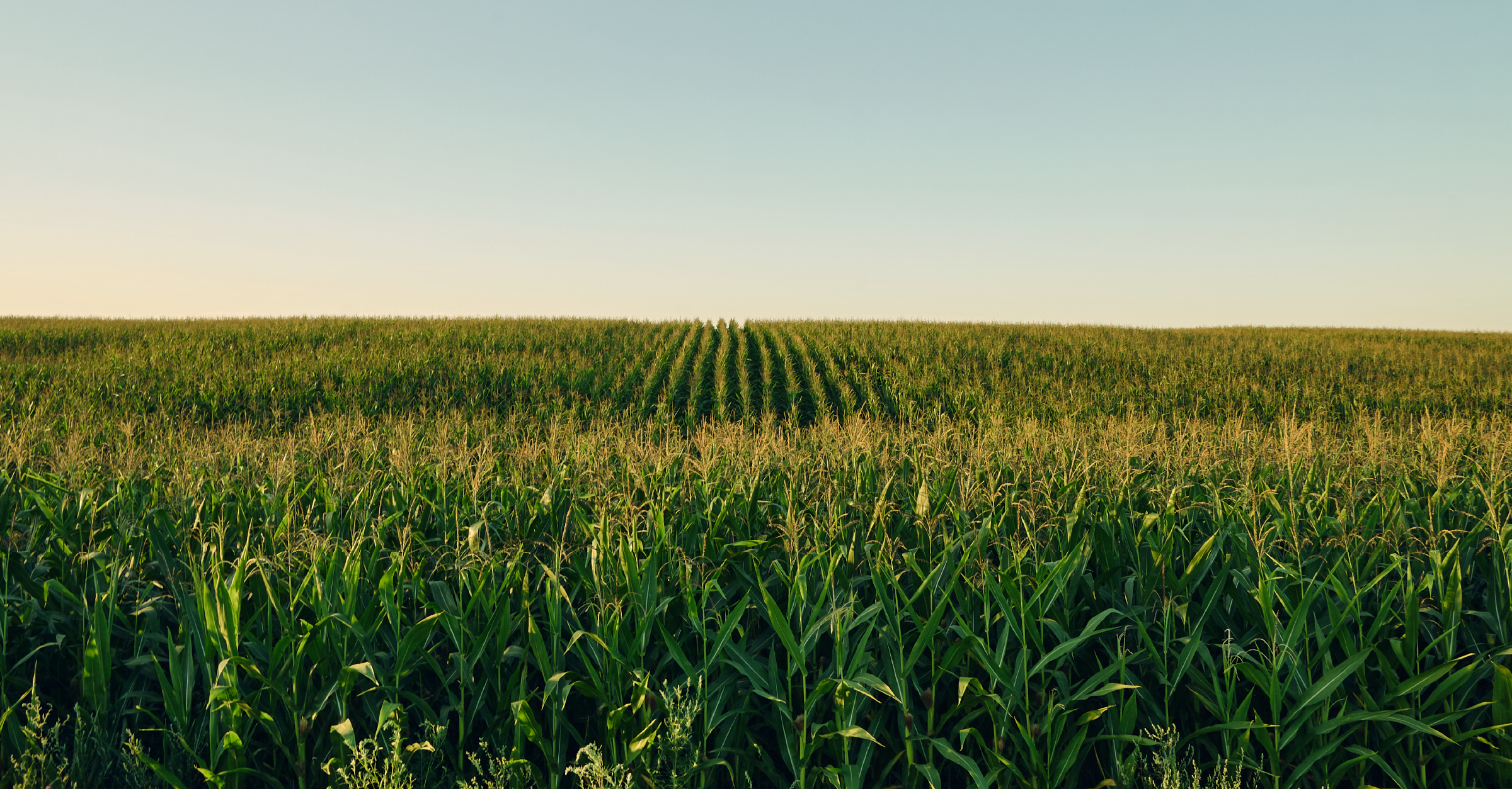 From Field to Portfolio: How Advisors Can Use Teucrium's Market ...
