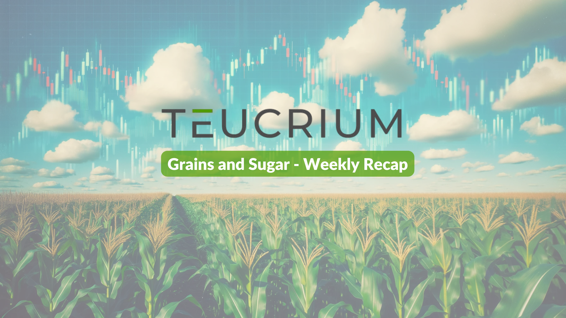 Grains & Sugar Weekly 07/25/2025
