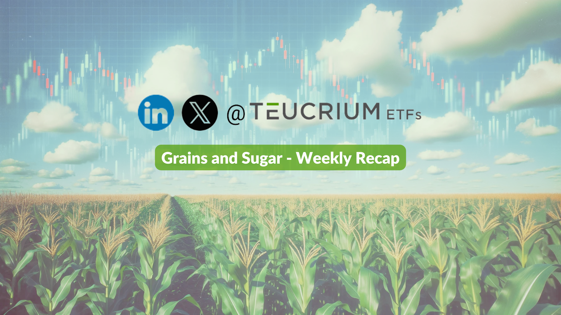 Grains & Sugar Weekly Recap 06/13/2025