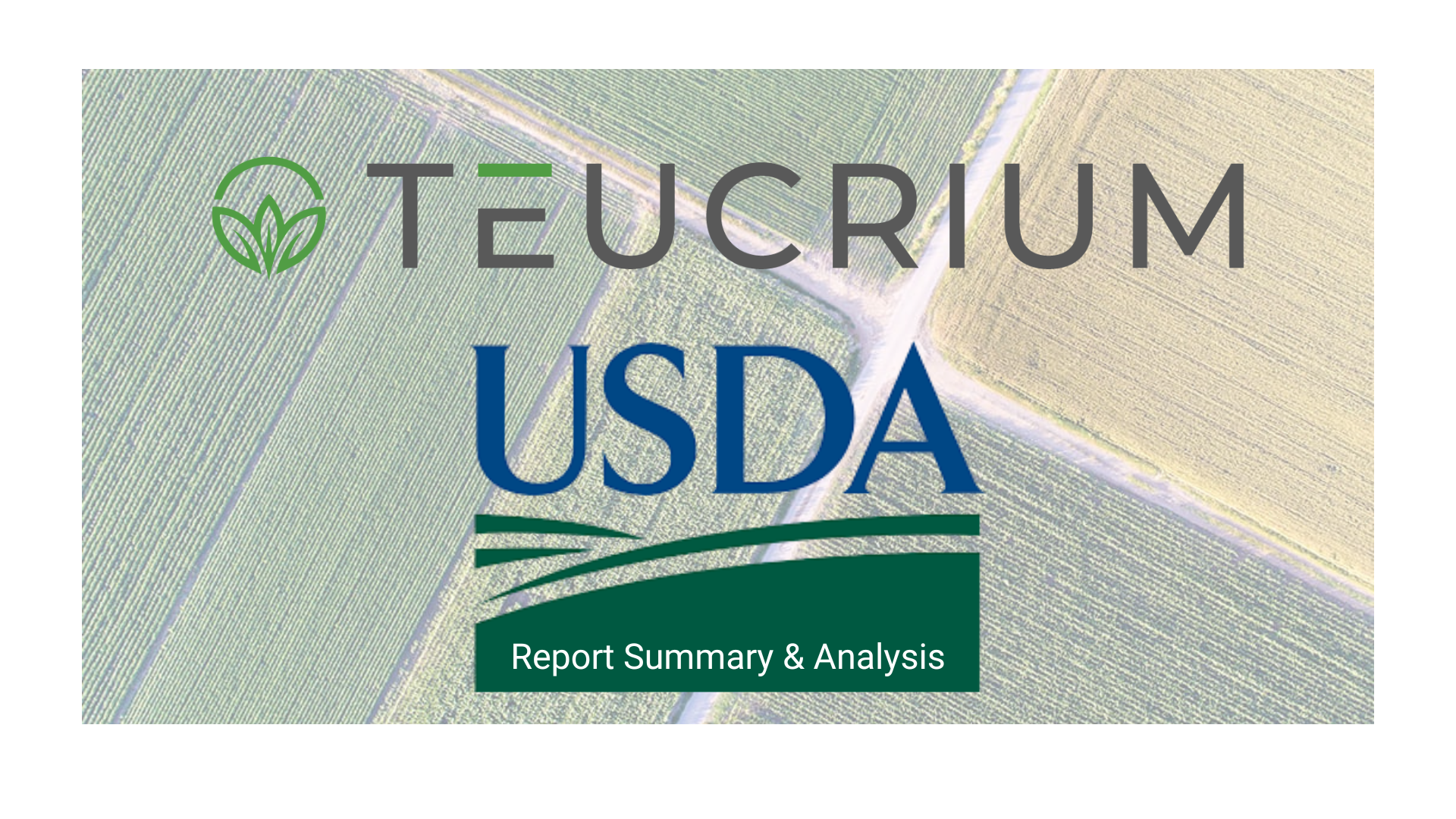 December WASDE Analysis